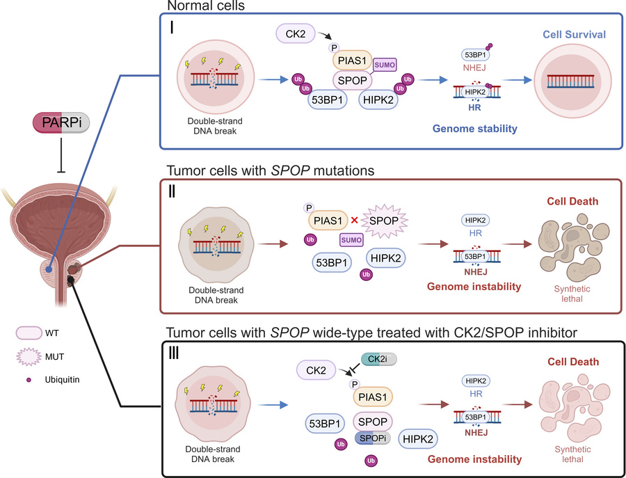 JCI Insight - SPOP mutations increase PARP inhibitor sensitivity via ...