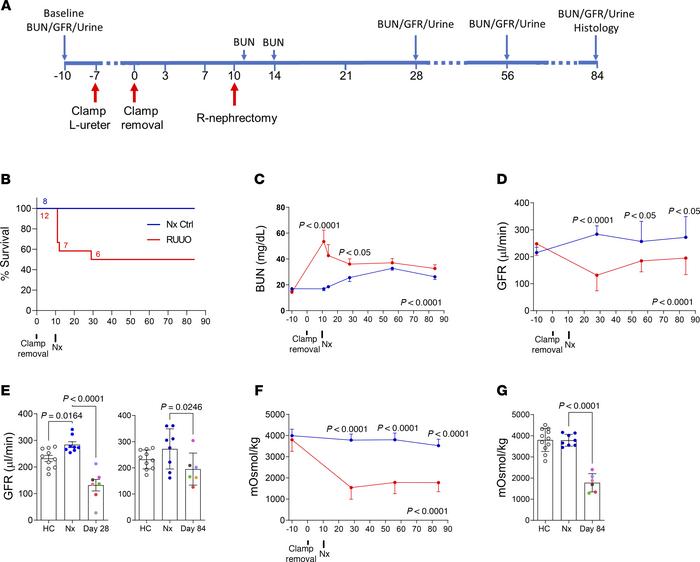 JCI Insight - Permanent defects in renal medullary structure and ...