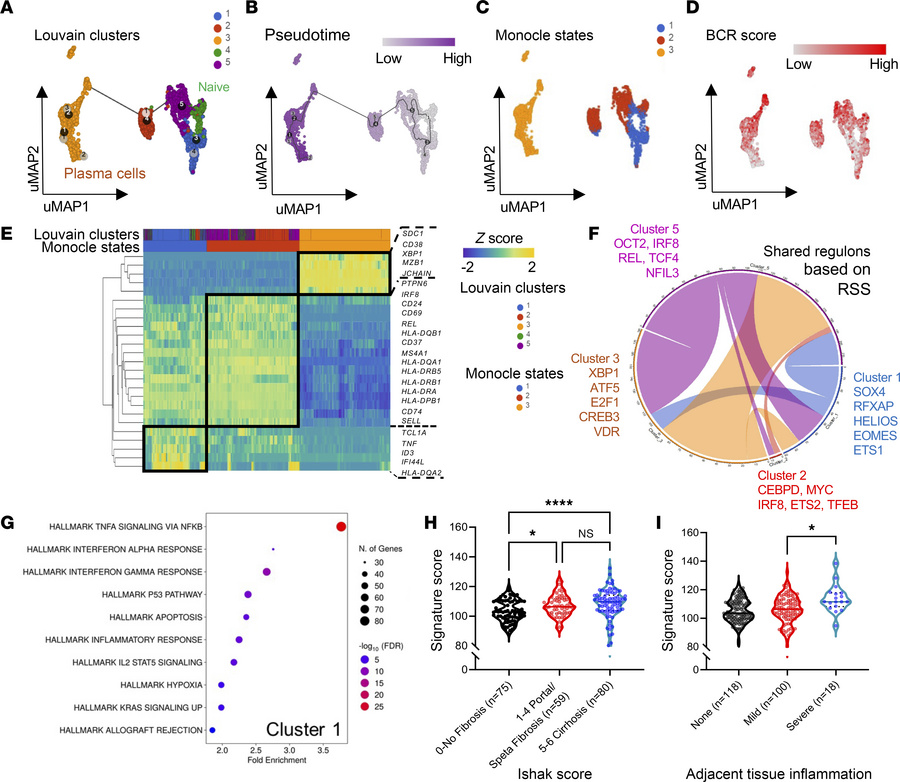 JCI Insight - Atypical memory B cells acquire Breg phenotypes in ...