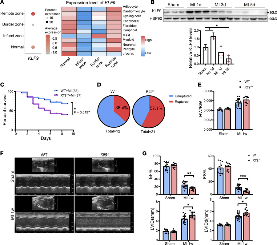 JCI Insight - Klf9 promotes the repair of myocardial infarction by ...