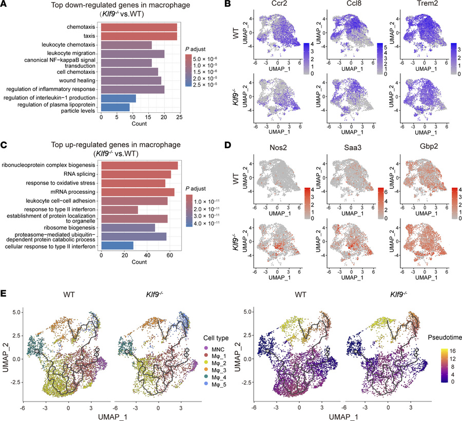 JCI Insight - Klf9 promotes the repair of myocardial infarction by ...