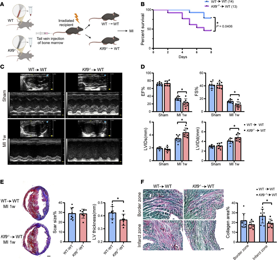JCI Insight - Klf9 promotes the repair of myocardial infarction by ...