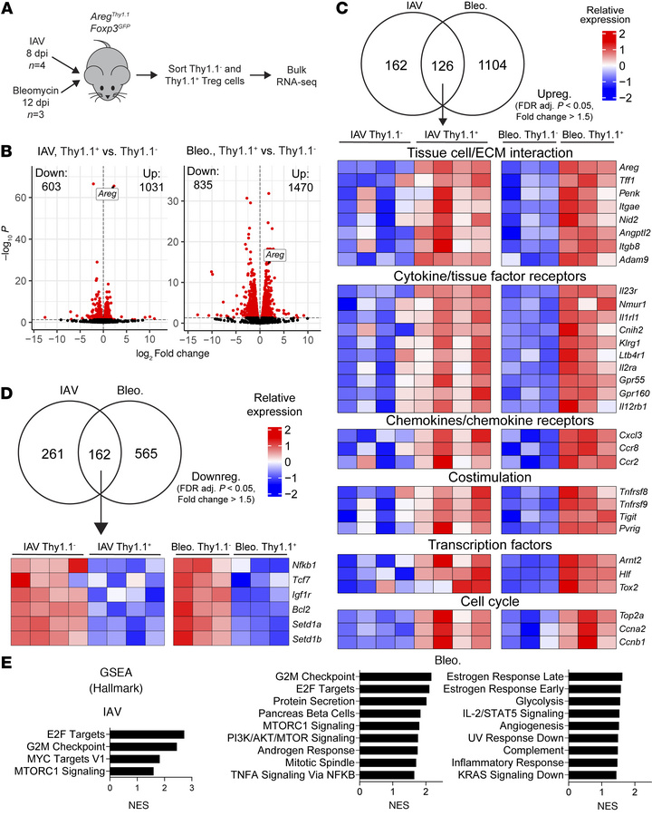 JCI Insight - An amphiregulin reporter mouse enables transcriptional and clonal expansion ...