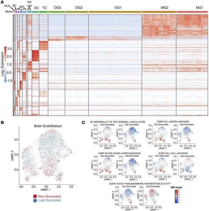 JCI Insight - Endothelial response to blood-brain barrier disruption in ...