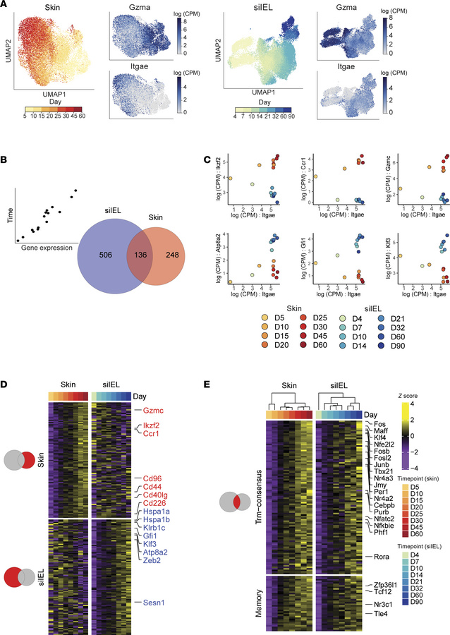 JCI Insight - Resident memory T cell development is gradual and shows ...