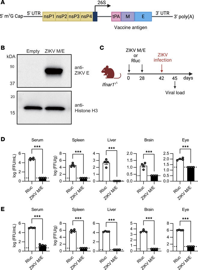 JCI Insight - Enhanced durability of a Zika virus self-amplifying RNA vaccine through ...