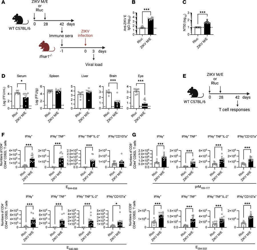 JCI Insight - Enhanced durability of a Zika virus self-amplifying RNA ...