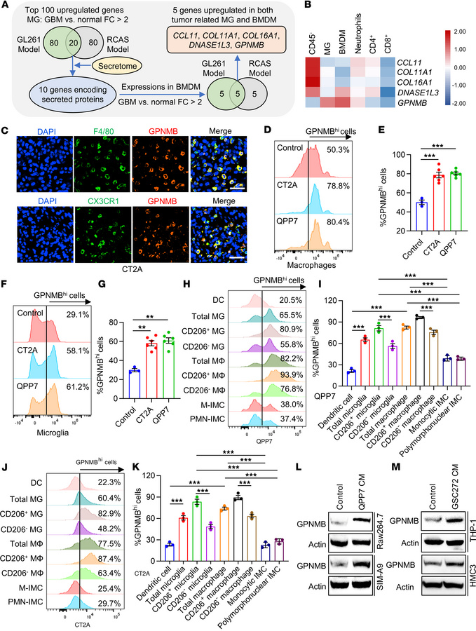JCI Insight - Glycoprotein NMB mediates bidirectional GSC-TAM ...