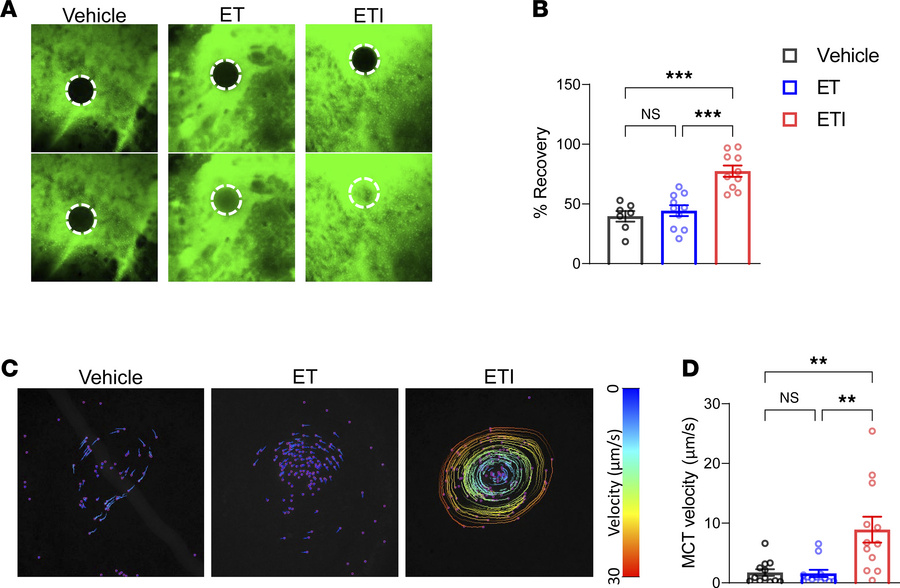 JCI Insight - The potentiator ivacaftor is essential for ...