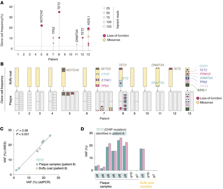 JCI Insight - Mutational landscape of atherosclerotic plaques reveals ...