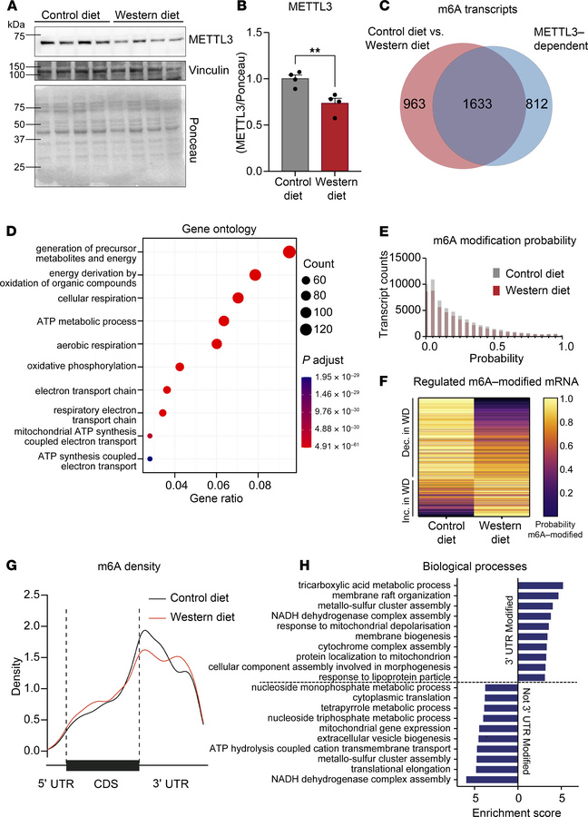 JCI Insight - The cardiac METTL3/m6A pathway regulates the systemic ...