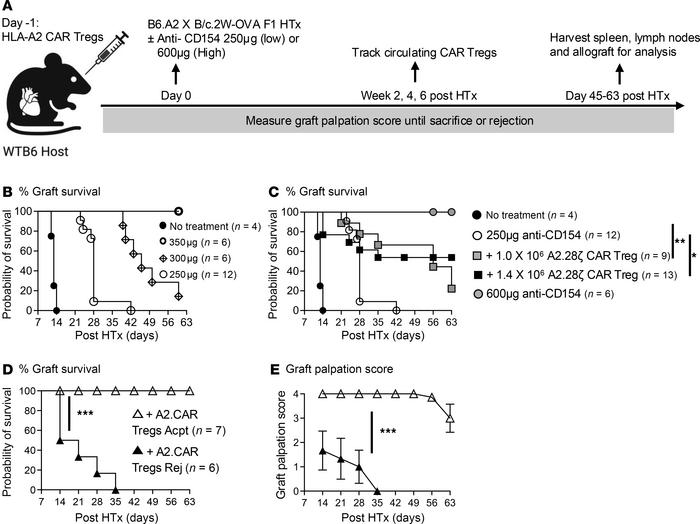 JCI Insight - CAR Treg synergy with anti-CD154 promotes infectious ...
