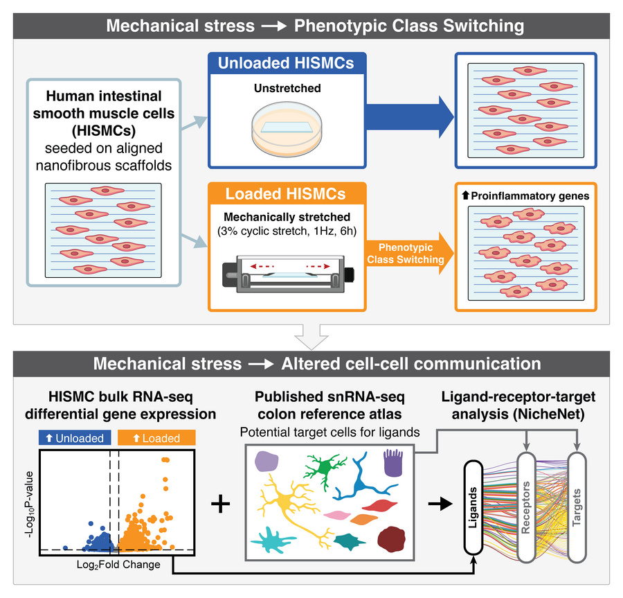 JCI Insight - Rapid cyclic stretching of cultured human visceral smooth ...