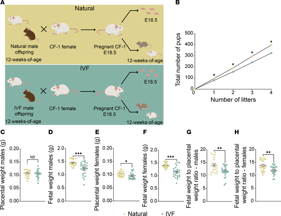 JCI Insight - In vitro fertilization induces reproductive changes in ...