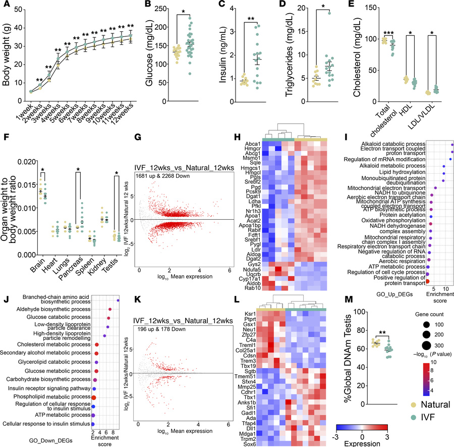 JCI Insight - In vitro fertilization induces reproductive changes in ...