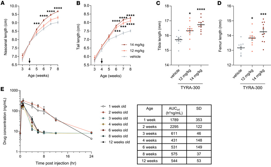 JCI Insight - TYRA-300, an FGFR3-selective inhibitor, promotes bone ...