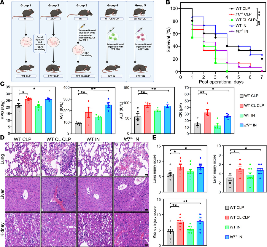 JCI Insight - IRF7 drives macrophages to kill bacteria and improves ...