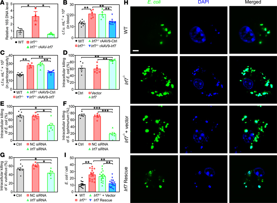 JCI Insight - IRF7 drives macrophages to kill bacteria and improves ...