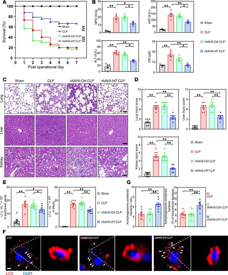JCI Insight - IRF7 drives macrophages to kill bacteria and improves ...
