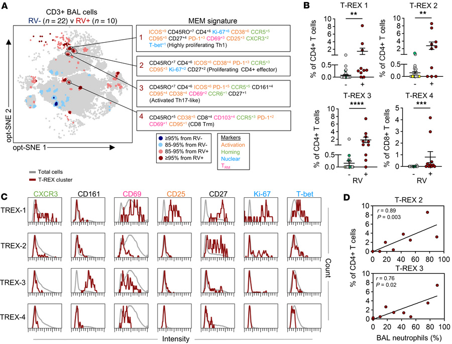 JCI Insight - Rhinovirus as a driver of airway T cell dynamics in ...