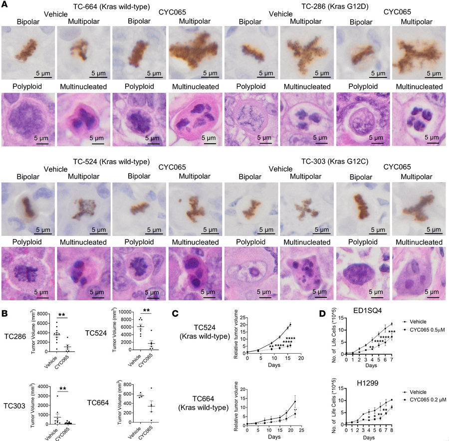 JCI Insight - CDK2 inhibition produces a persistent population of ...
