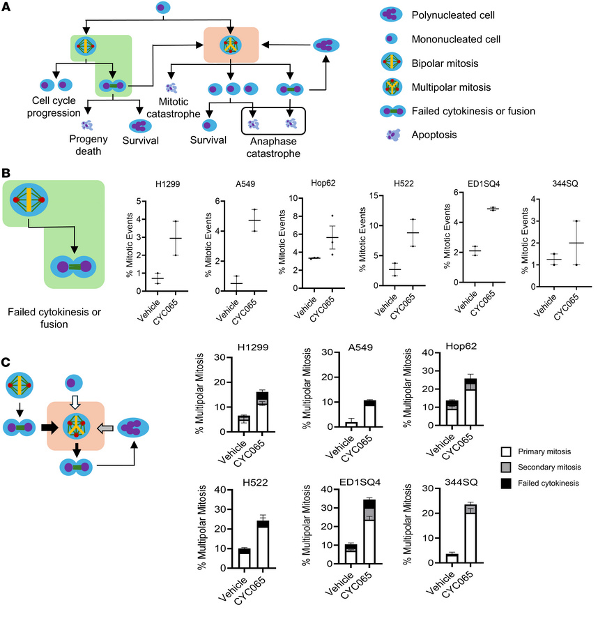 JCI Insight - CDK2 inhibition produces a persistent population of ...