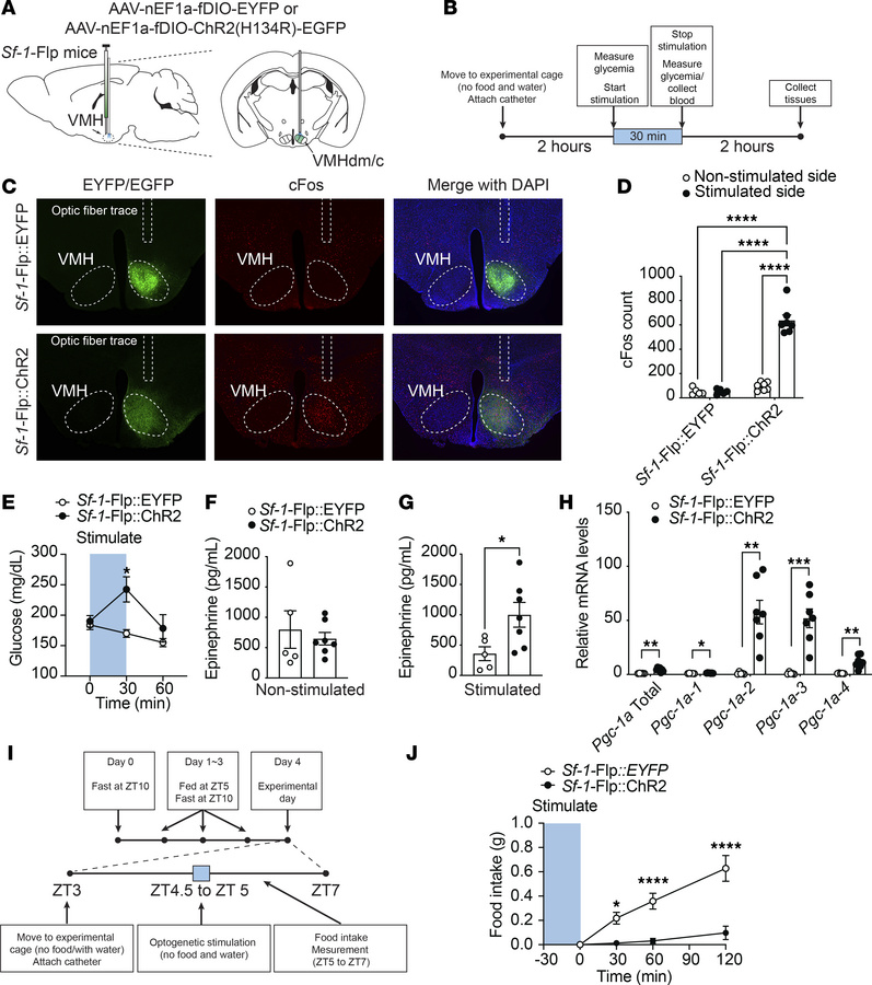 JCI Insight - Development and characterization of an Sf-1-Flp mouse model