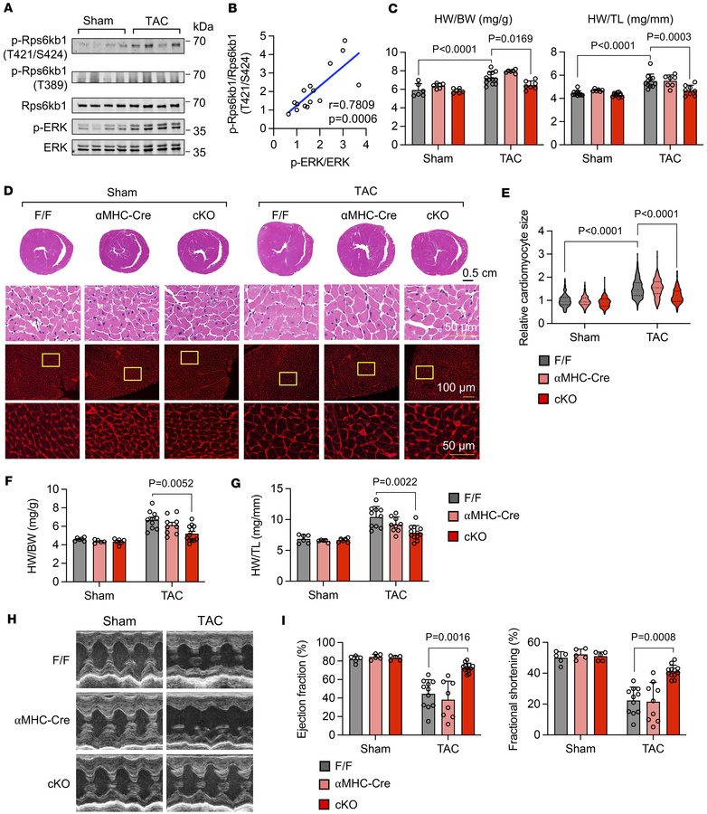 JCI Insight - Phosphoproteomics identification of ERK-dependent ...