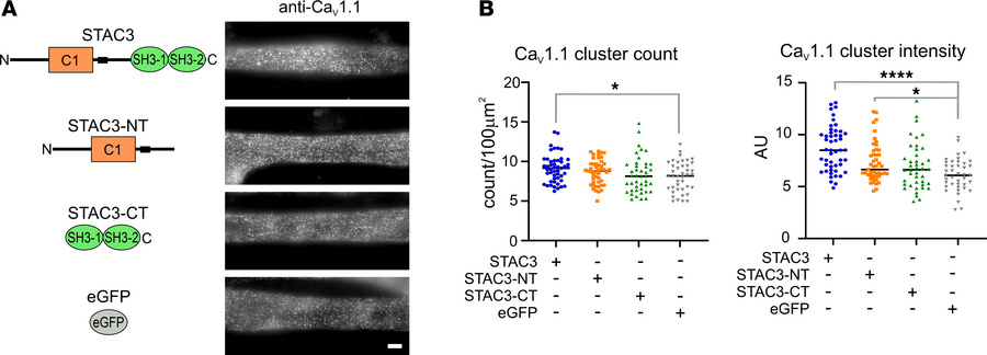 JCI Insight - STAC3 binding to CaV1.1 II-III loop is nonessential but ...
