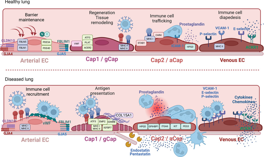 JCI Insight - Transcriptional signatures of endothelial cells shape ...