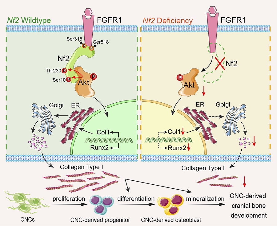JCI Insight - Nf2/FGFR1/AKT axis directs cranial neural crest–derived ...