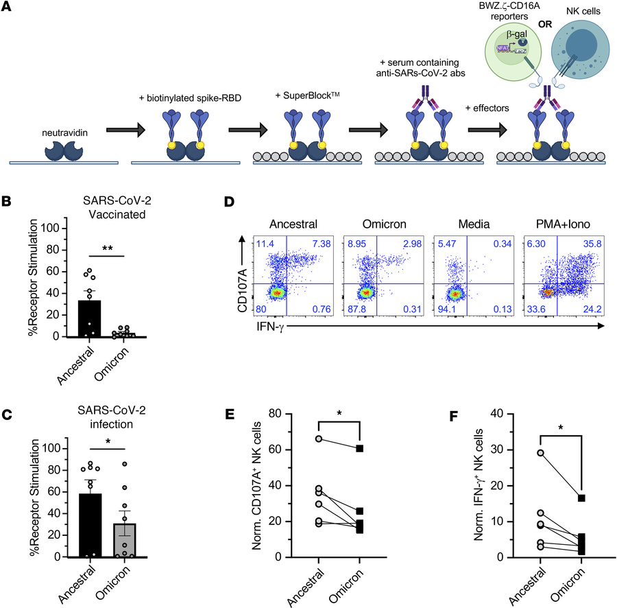 JCI Insight - High-affinity CD16A polymorphism associated with reduced ...