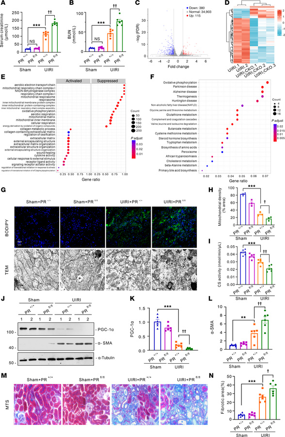 JCI Insight - PRDM16 acts as a therapeutic downstream target of TGF-β ...
