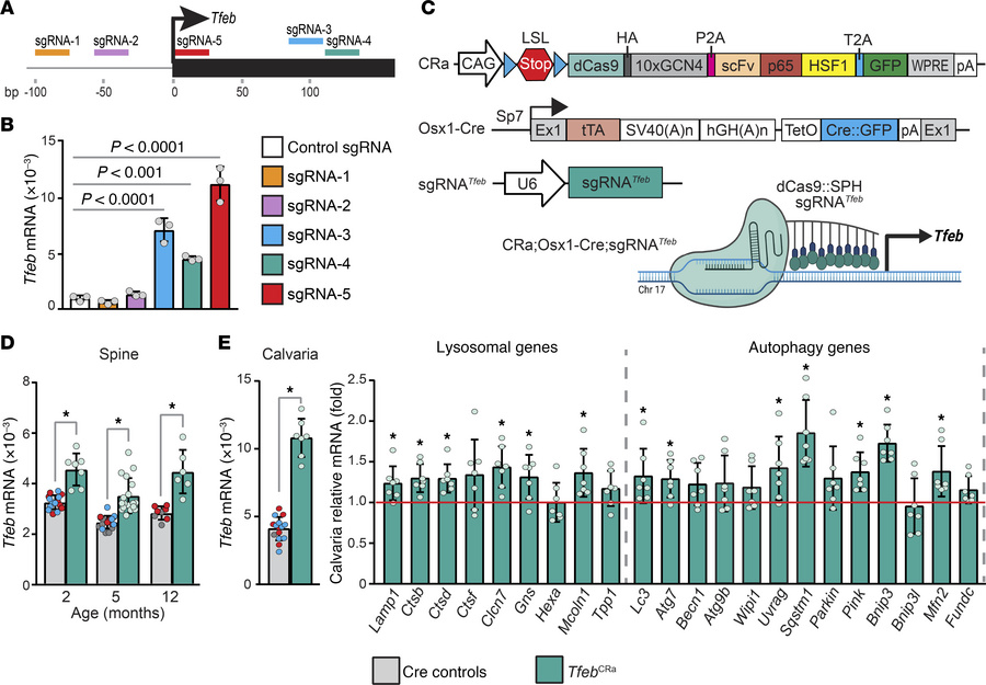 JCI Insight - Elevation of master autophagy regulator Tfeb in ...