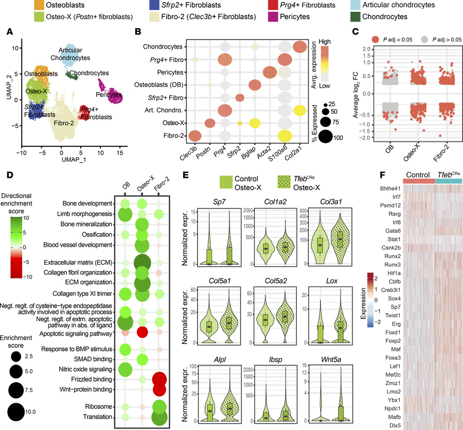 JCI Insight - Elevation of master autophagy regulator Tfeb in ...