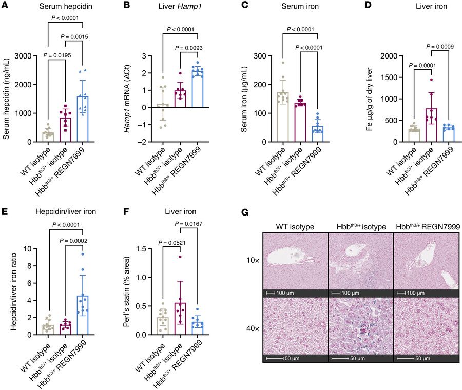 JCI Insight - A TMPRSS6-inhibiting mAb improves disease in a β ...
