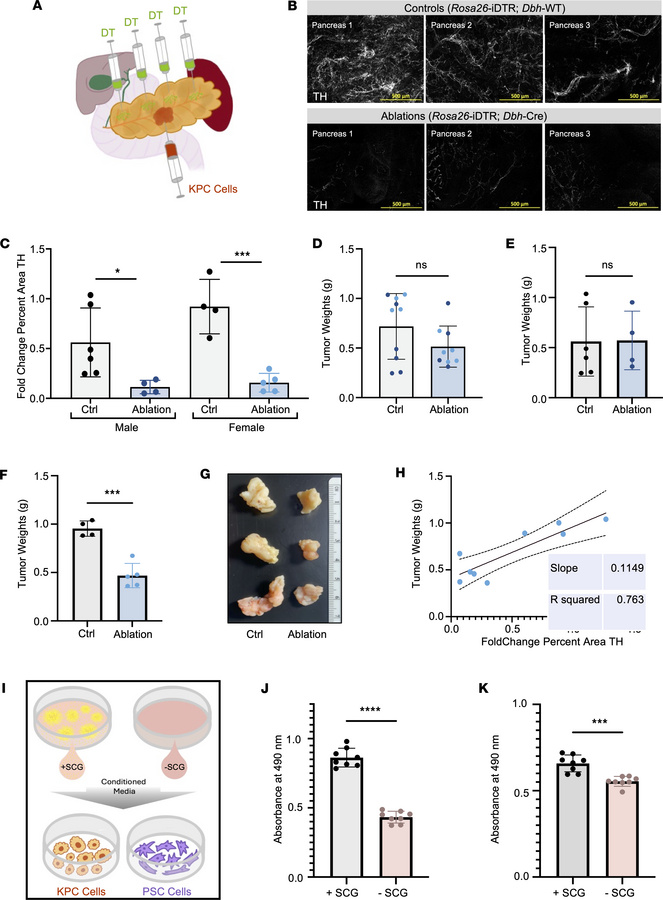 JCI Insight - Sympathetic nerve–fibroblast crosstalk drives nerve ...