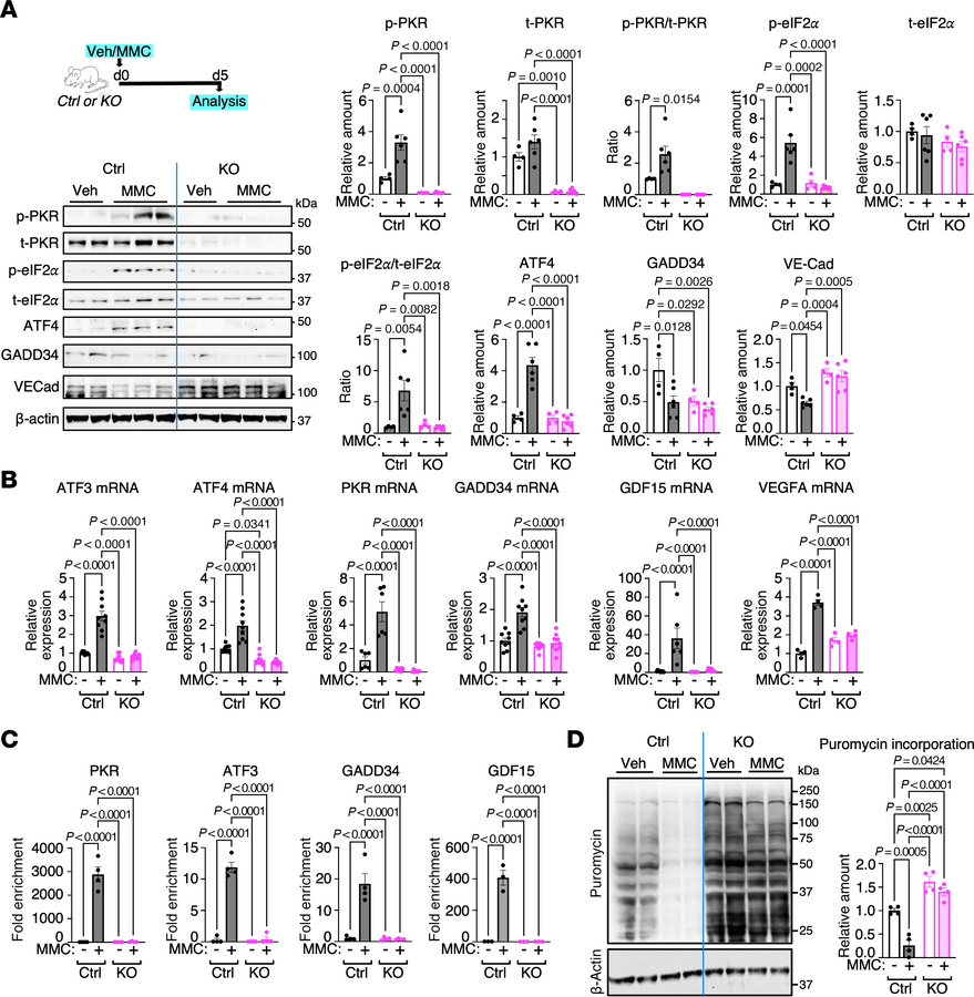 JCI Insight - Essential role of protein kinase R in the pathogenesis of ...