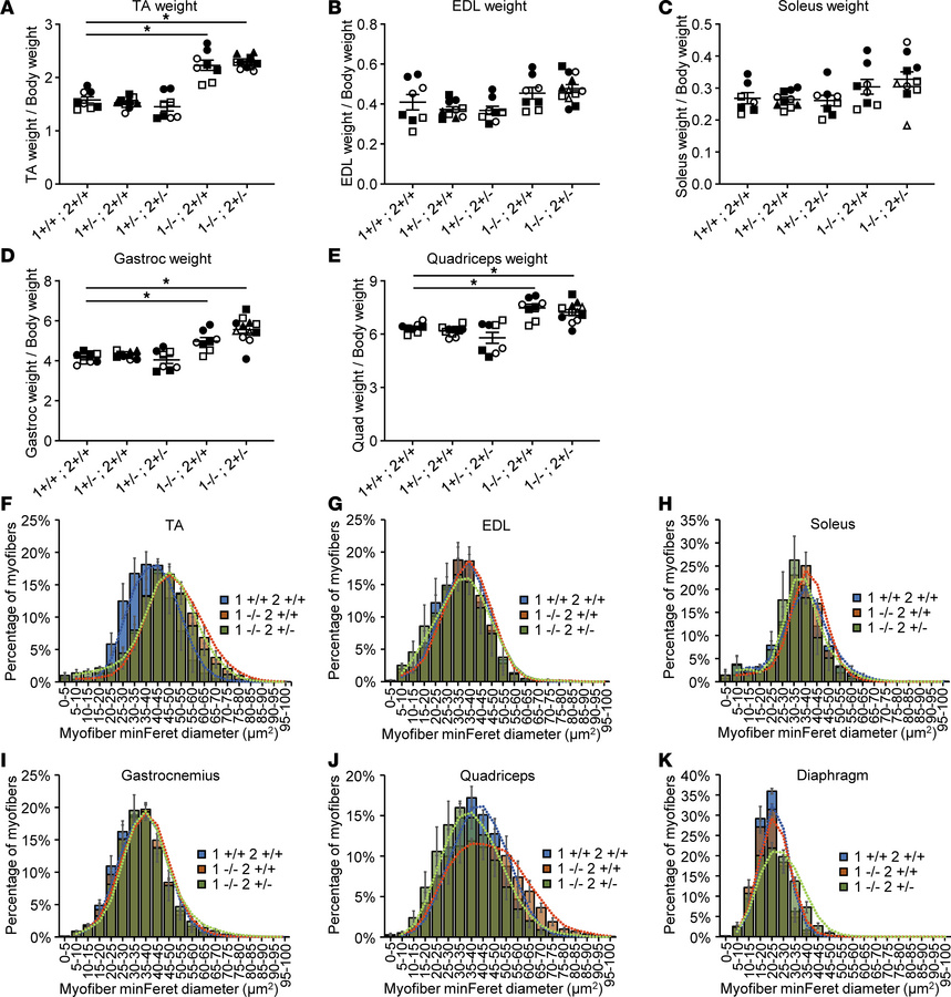 JCI Insight - Differential pathology and susceptibility to MBNL loss ...