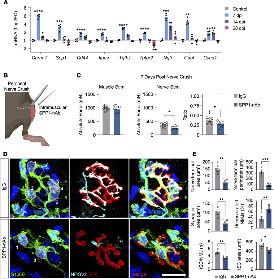 JCI Insight - Decoding muscle-resident Schwann cell dynamics during ...