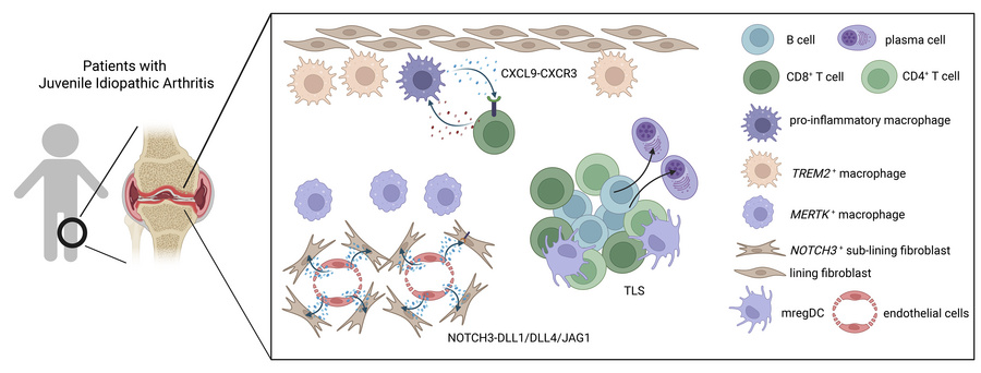 JCI Insight - Spatial transcriptomics reveals immune–stromal crosstalk ...