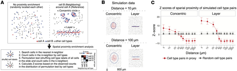JCI Insight - Spatial transcriptomics reveals immune-stromal crosstalk ...