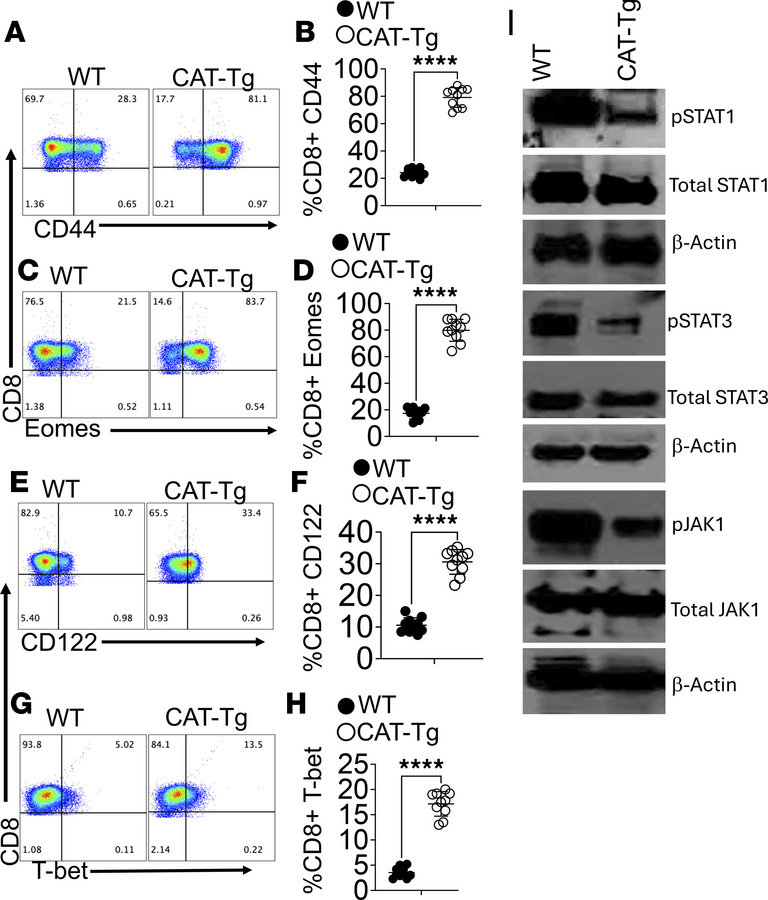 JCI Insight - β-Catenin stabilization protects against alveolar ...