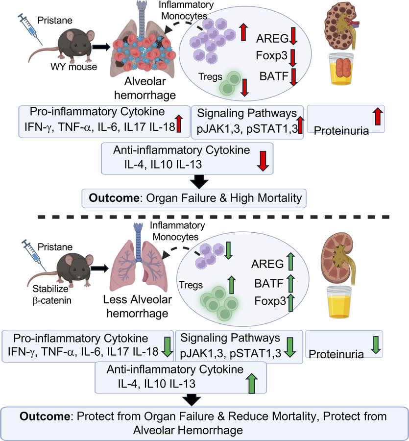 JCI Insight - β-Catenin stabilization protects against alveolar ...
