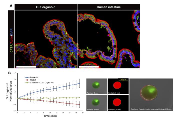 JCI Insight - A xenogeneic-free system generating functional human gut ...