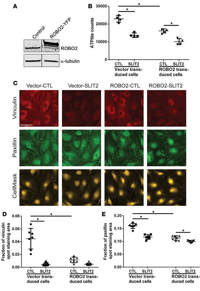 JCI Insight - SLIT2/ROBO2 signaling pathway inhibits nonmuscle myosin ...