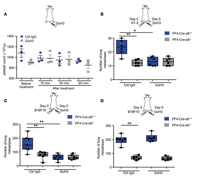 JCI Insight - Platelet integrin α6β1 controls lung metastasis through ...