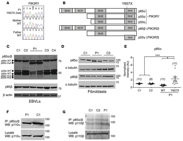 JCI Insight - Insulin resistance uncoupled from dyslipidemia due to C ...