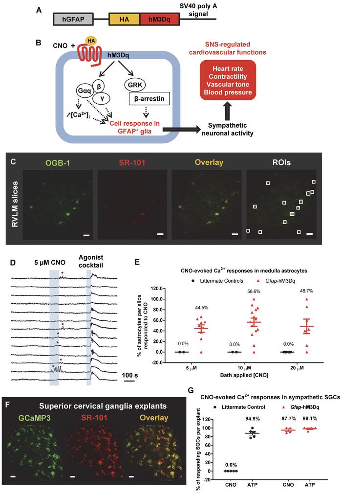 JCI Insight - Ganglionic GFAP+ glial Gq-GPCR signaling enhances heart ...