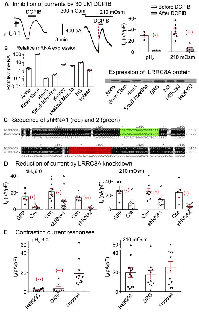 JCI Insight - The volume-regulated anion channel (LRRC8) in nodose neurons is sensitive to acidic pH